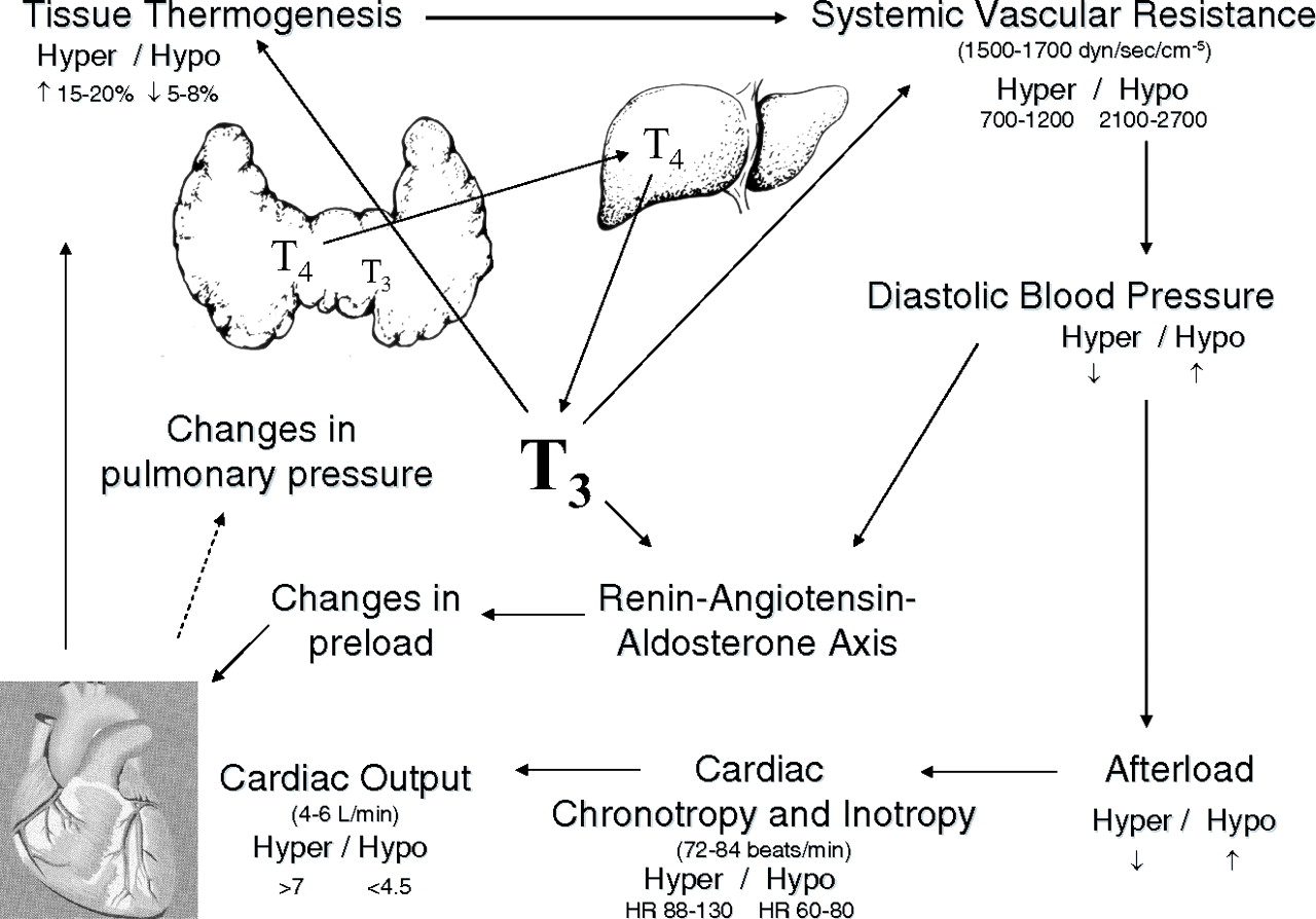 Cardiology Medicine Specifics