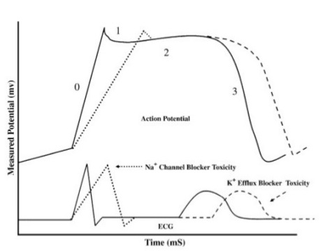 TCA Toxicity and Bicarbonate: Mechanism | Medicine Specifics